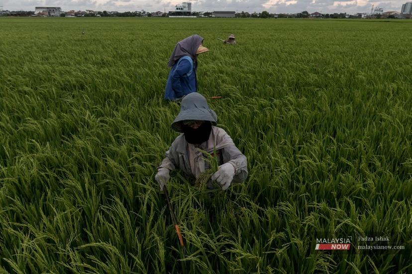 Farmers struggle in the ‘rice bowl of Malaysia’ | MalaysiaNow